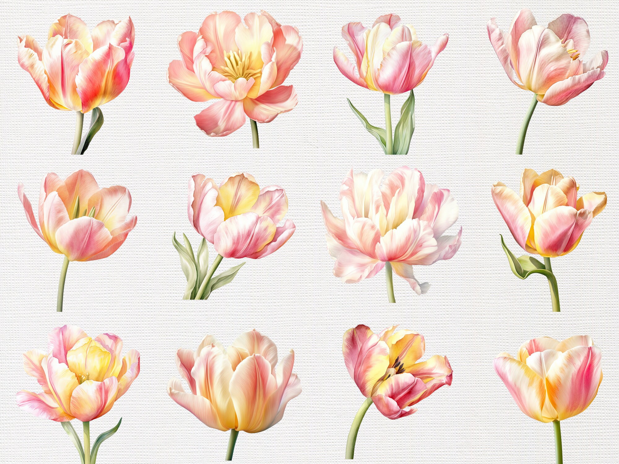 Tulip Flower Clipart Watercolor Png Tulips Bouquet Commercial License ...