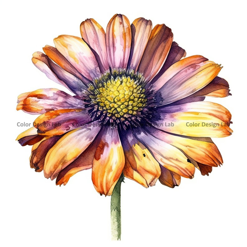 Daisy Flower Clipart Set of 12 High Quality Floral PNG - Etsy