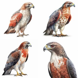 Red-tailed Hawk Clipart, Red-tailed Hawk Set of 8 Printable Art PNG ...