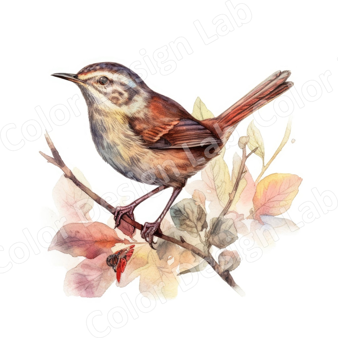 Wren Clipart, 8 High-resolution PNG Art Images, Digital Download ...