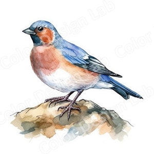 Chaffinch Printable Clipart Set, 8 High Quality Pngs of a Colorful Bird ...