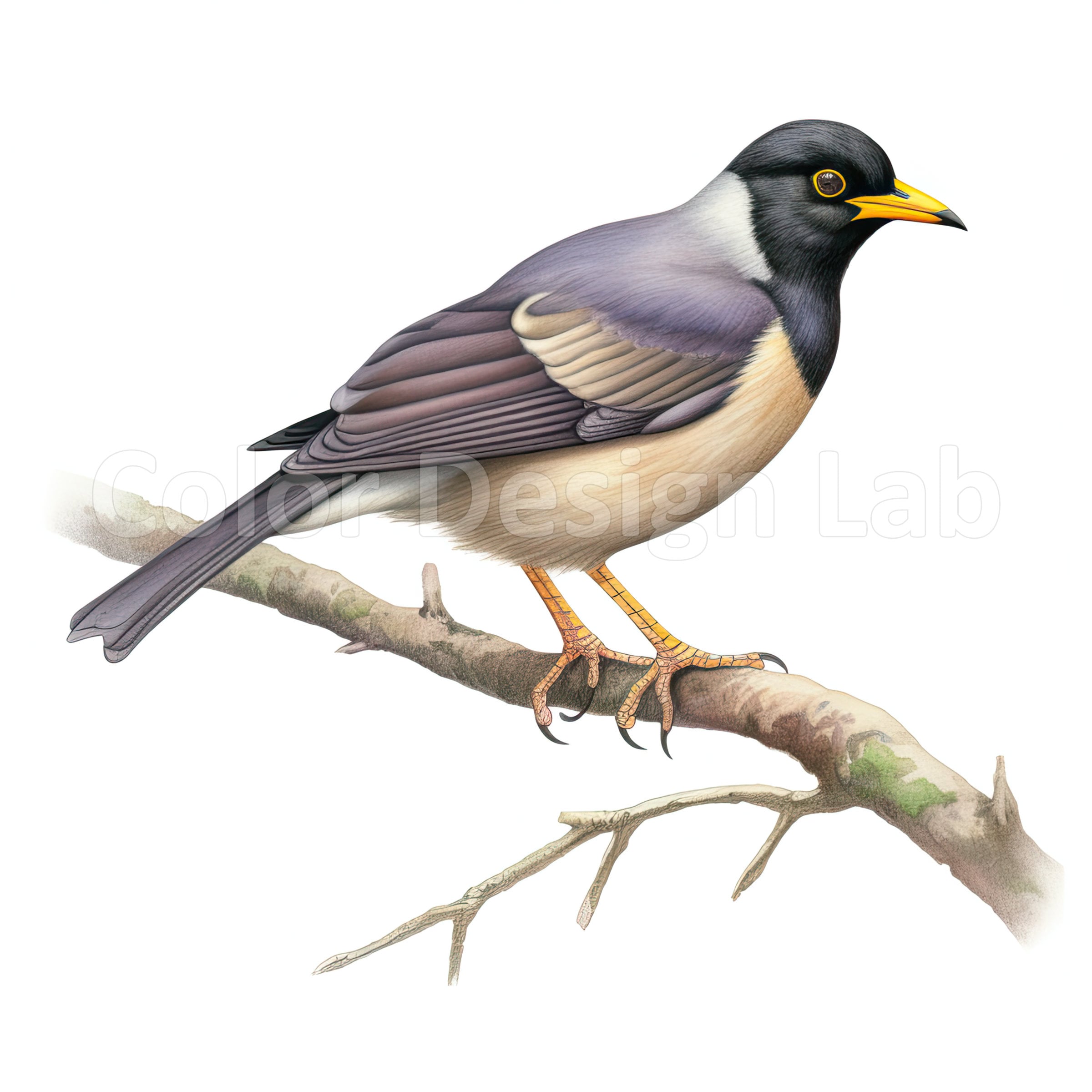 Common Myna Clipart 8 High Quality Myna Bird Digital - Etsy