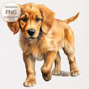 Golden Retriever Puppy Clipart - Set of 10, High-resolution PNG ...