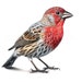 House Finch Clipart Printable Set - 8 High-quality House Finch Art PNG ...