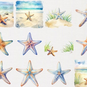 Starfish Clipart. 36 High Quality Transparent Watercolor Png Digital ...