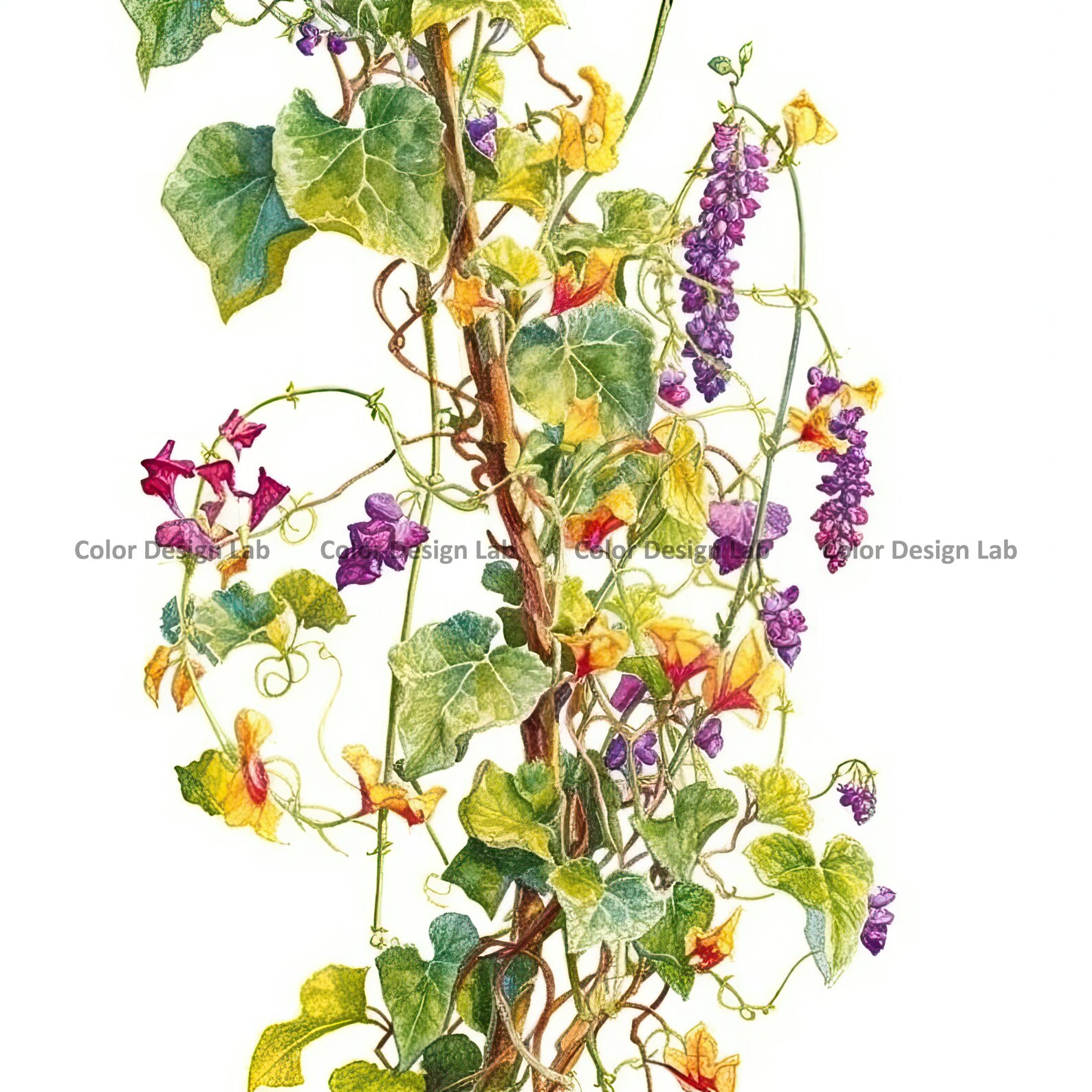 Vines With Flowers Clipart Set of 12 High-quality Floral Vines PNG ...