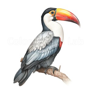 Toco Toucan Printable Art Bundle - 8 PNG Clipart, Digital Download ...