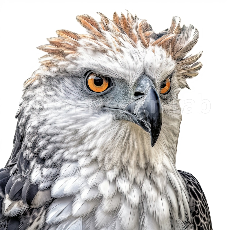 Harpy Eagle Clipart 8-piece Art PNG Set Digital Download - Etsy