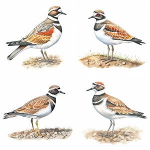 Killdeer Bird Clipart, Set of 8 Printable PNG Art, Commercial Use, High ...