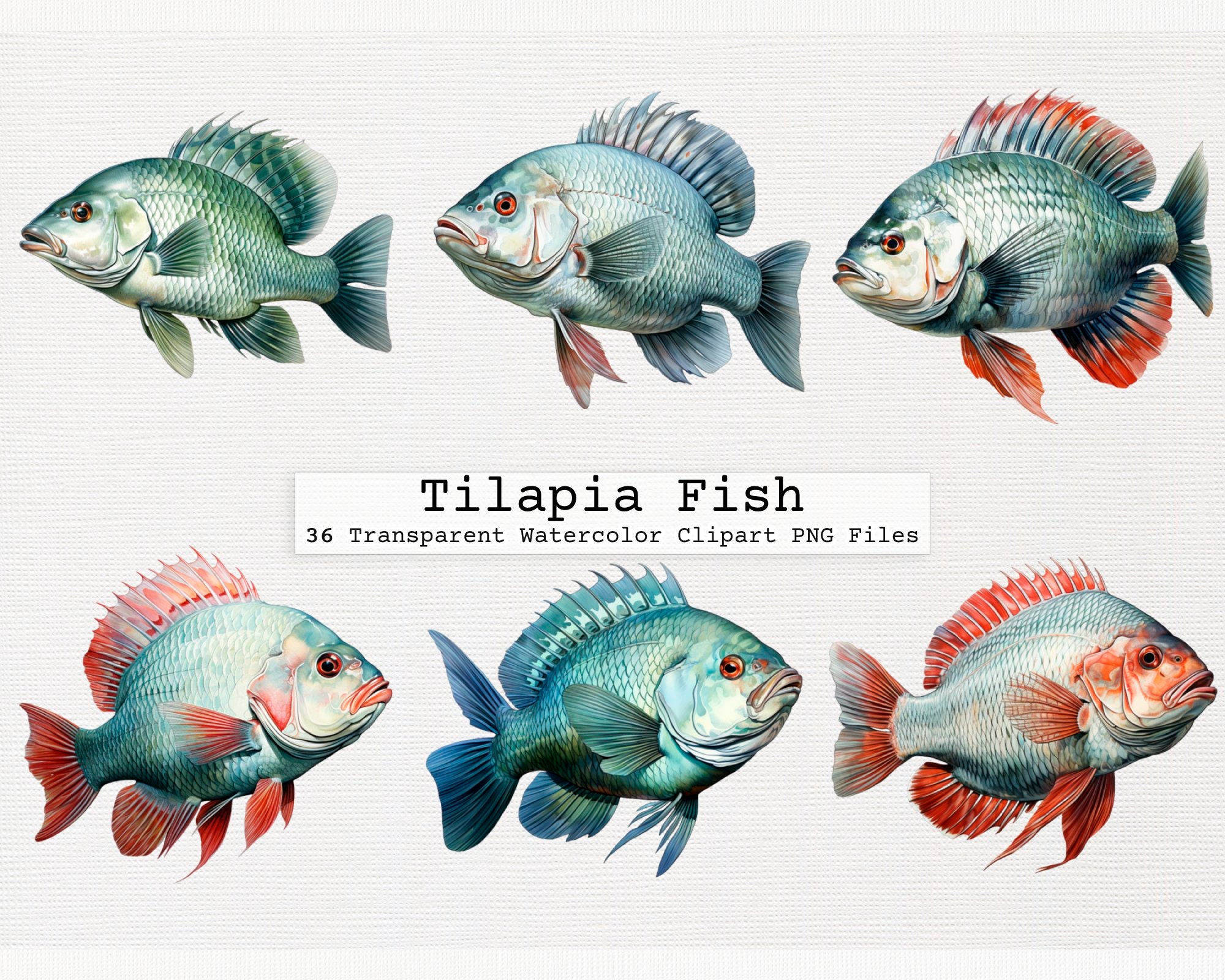 Clipart De Tilapia Tilapia Vectors Download Free High Quality