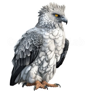 Harpy Eagle Clipart, 8-piece Art PNG Set, Digital Download, Commercial ...