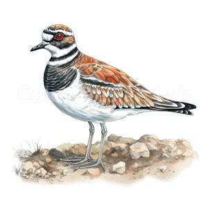 Killdeer Bird Clipart, Set of 8 Printable PNG Art, Commercial Use, High ...