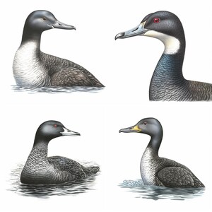 Common Loon Bird Printable Art Set - 8 PNG Clipart, High Quality ...