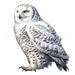 Snowy Owl Bundle Set of 8 High-resolution Snowy (Download Now) - Etsy