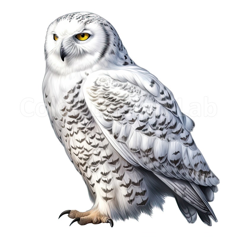 Crochet Snowy Owl - Etsy