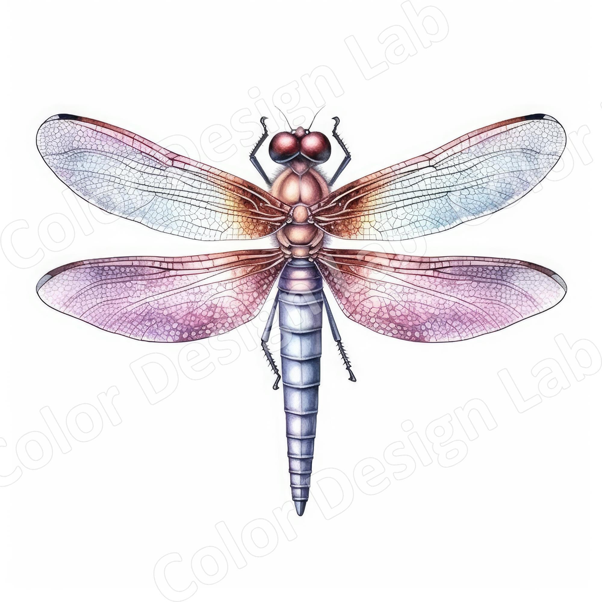 Delicate Dragonfly Printable Clipart Set 8 Pngs Digital - Etsy