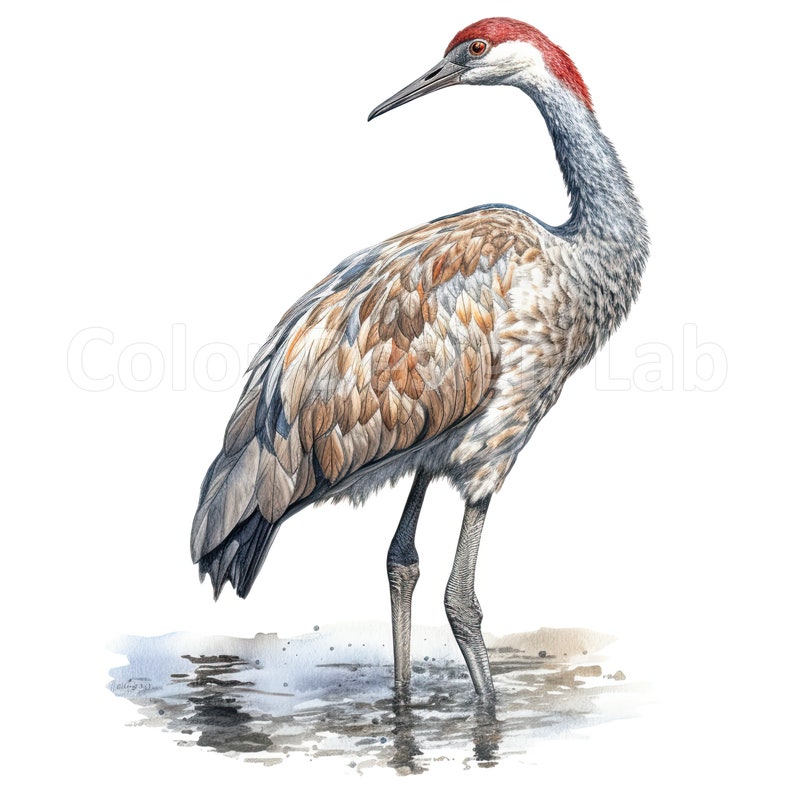 Sandhill Crane Clipart - 8 High-resolution Printable PNG, Commercial ...