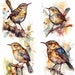 Wren Clipart Set - 8 High-quality Printable Wren PNG, Digital Download ...