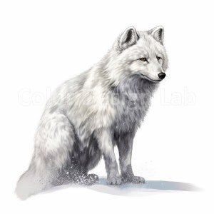 Happy Arctic Fox Clipart - Set of 8 Printable Art PNG, Digital Download ...