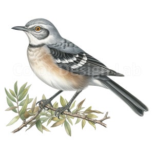 Northern Mockingbird Clipart Set - 8 Mockingbird Art Printables, PNG ...