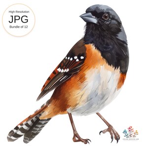Spotted Towhee, Bird Art Print, High Resolution Digital Download, Bird ...