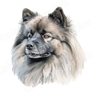 Focused Keeshond Clipart Bundle, Keeshond Digital Download, Set of 8 ...