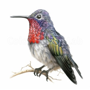 Anna's Hummingbird Clipart Bundle - Set of 8 Art Printables, Commercial ...