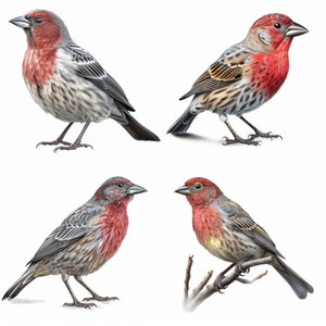House Finch Clipart Printable Set - 8 High-quality House Finch Art PNG ...