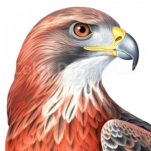 Red-tailed Hawk Clipart, Red-tailed Hawk Set of 8 Printable Art PNG ...