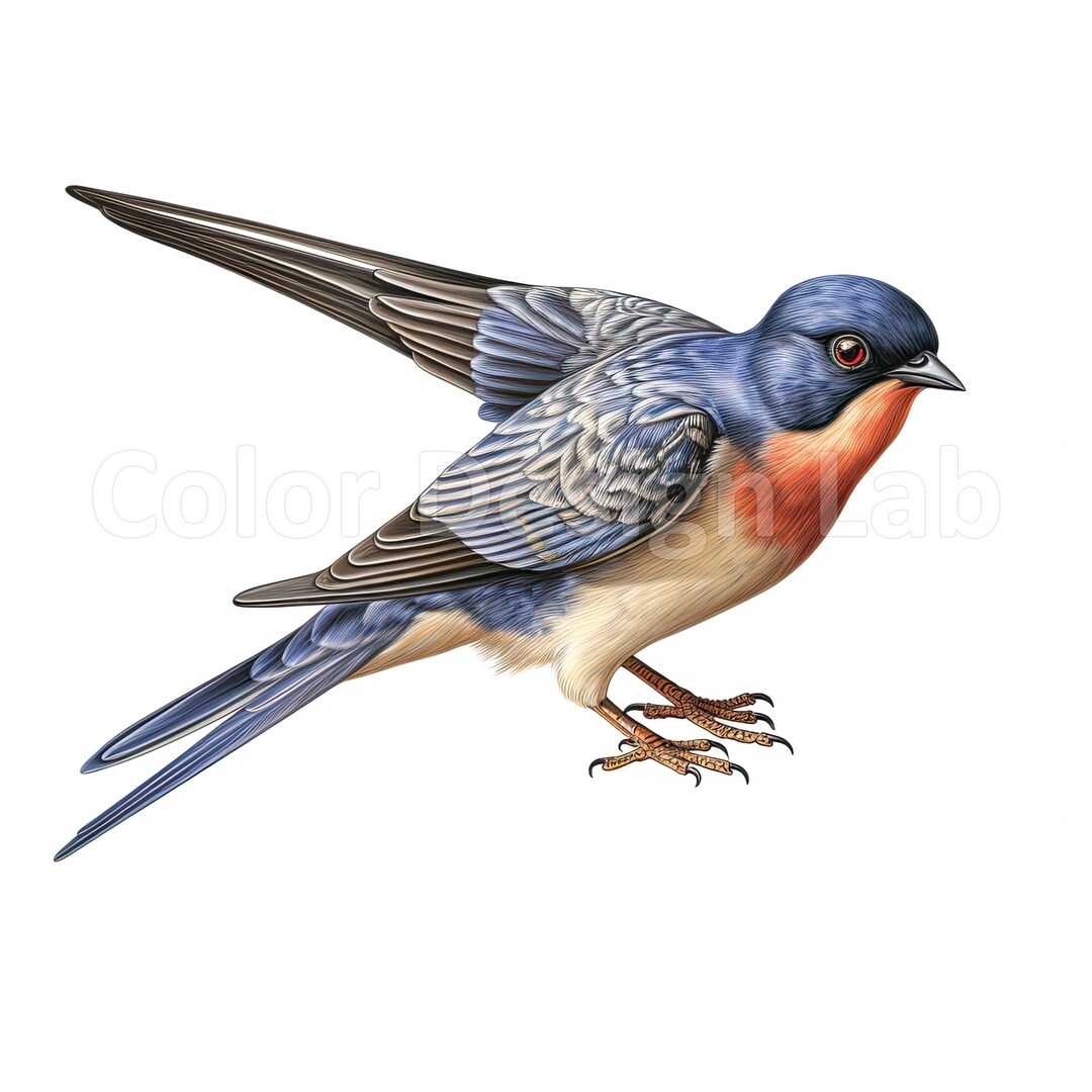 European Barn Swallow Clipart - 8-piece Printable Art Set, Digital ...