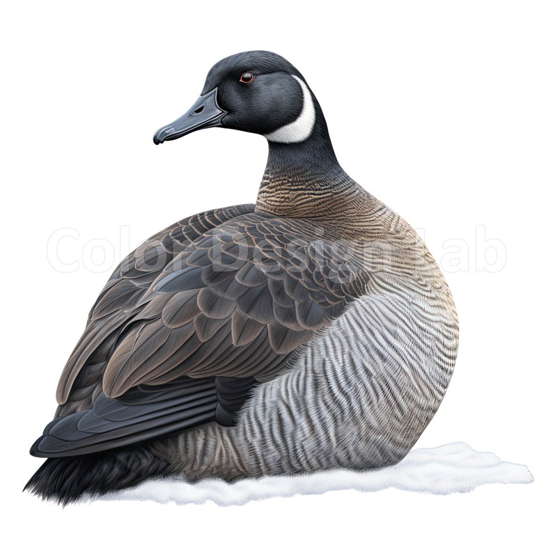 Canada Goose Clipart Set of 8 Printable Art PNG Digital - Etsy
