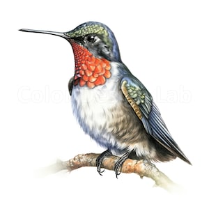 Ruby-throated Hummingbird Clipart - 8 Printable Art Pngs, High ...