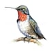 Ruby-throated Hummingbird Clipart - 8 Printable Art Pngs, High ...