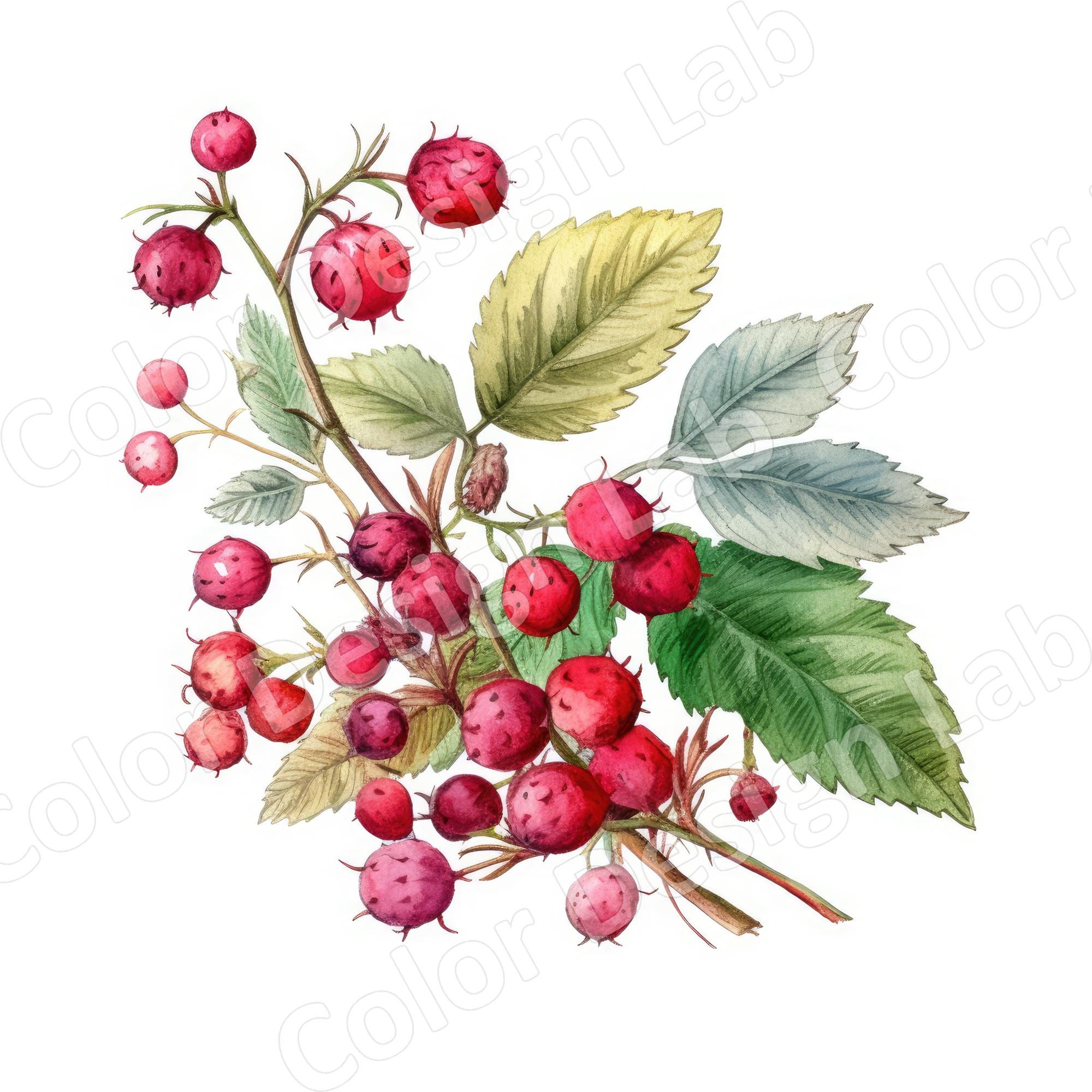 Hedgerow Bramble Printable Clipart Set 8 High-quality Pngs - Etsy