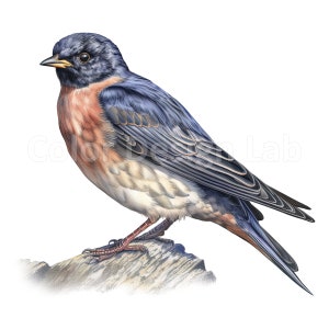 European Barn Swallow Clipart - 8-piece Printable Art Set, Digital ...