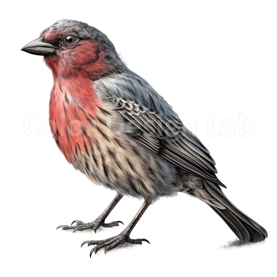 House Finch Clipart Printable Set - 8 High-quality House Finch Art PNG ...