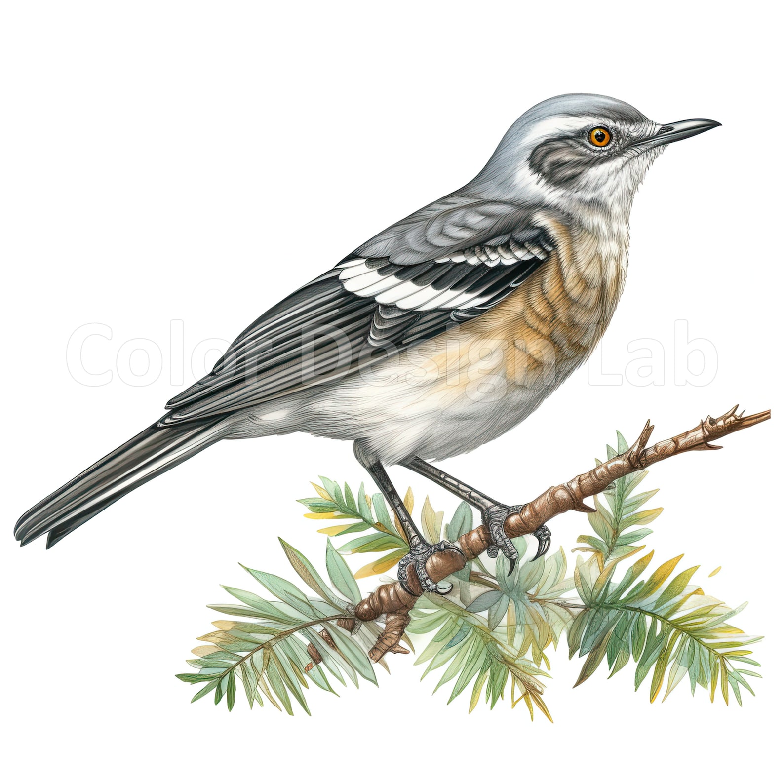 Northern Mockingbird Clipart Set - 8 Mockingbird Art Printables, PNG ...