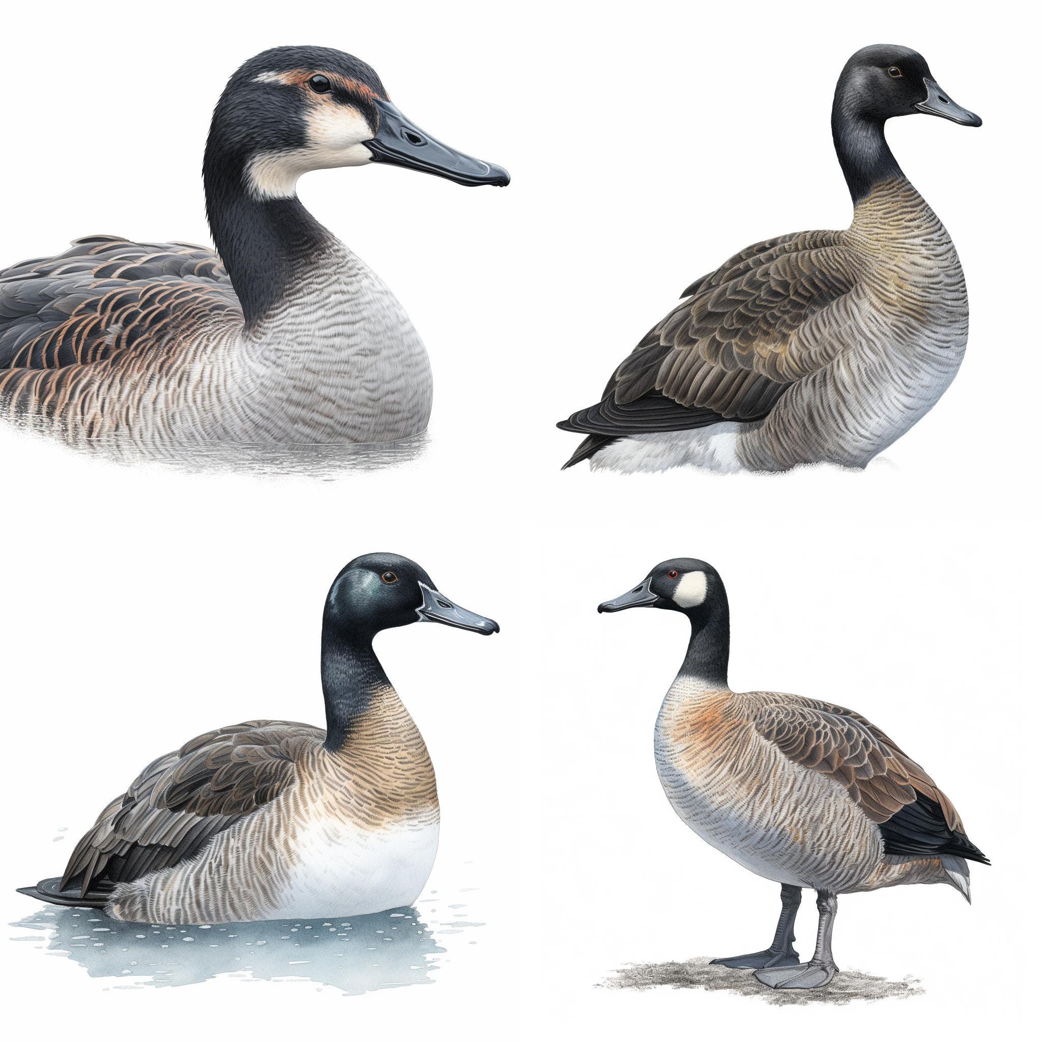 Canada Goose Clipart Set of 8 Printable Art PNG Digital - Etsy