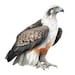 Osprey Bird Printable Clipart Bundle - Set of 8 High-quality Osprey PNG ...
