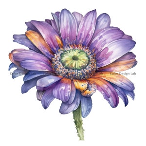 Daisy Flower Clipart - Set of 12 High Quality Floral PNG - Digital ...