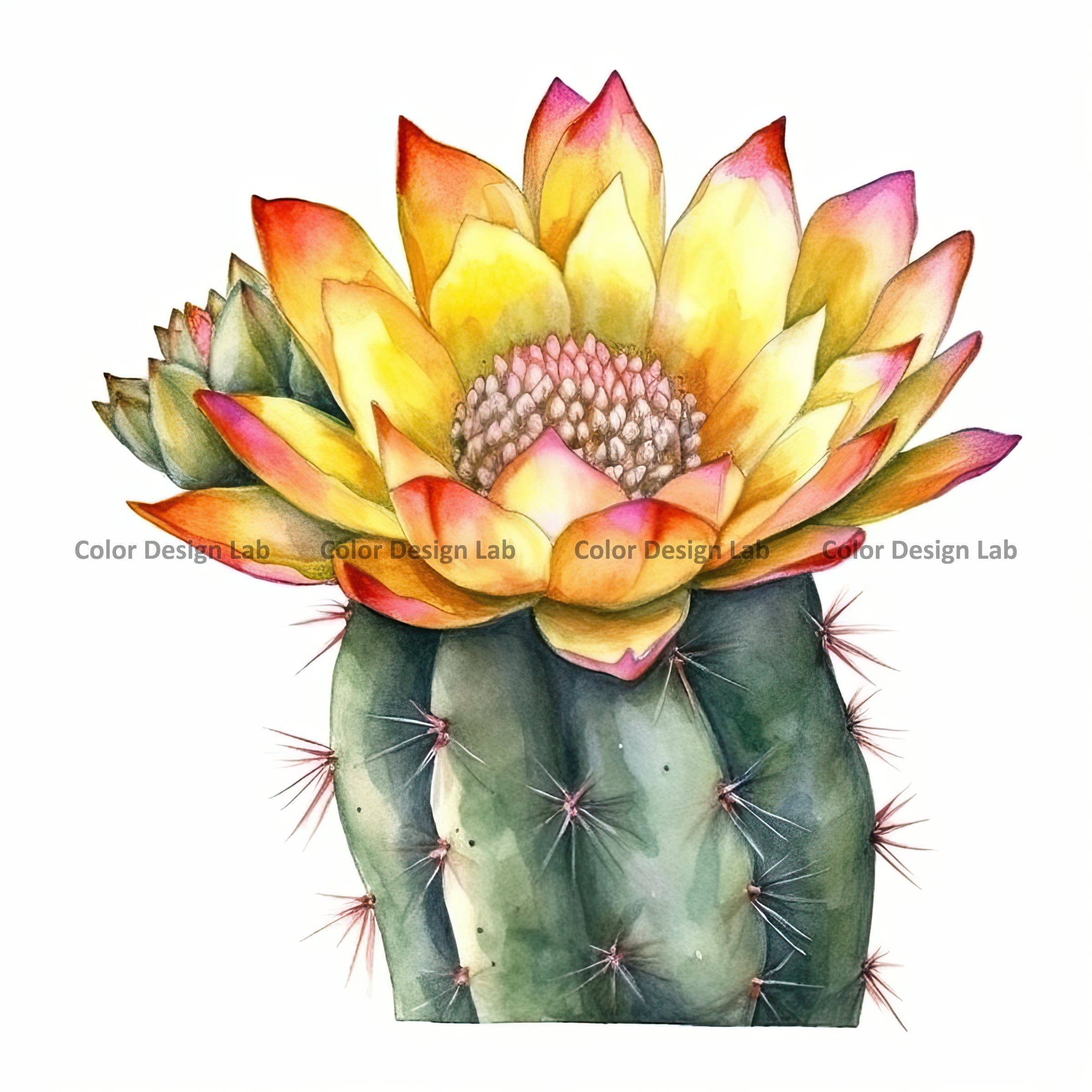 Cactus With Flower Clipart Set of 12 PNG Digital Download - Etsy
