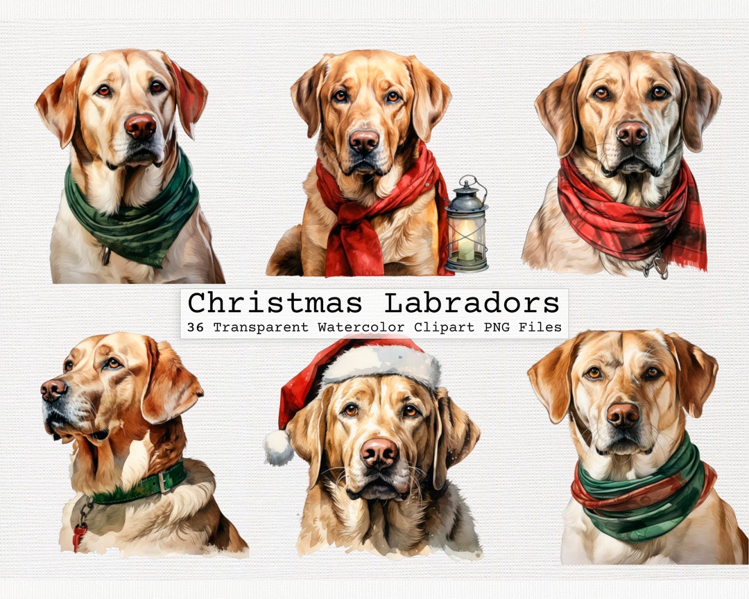 Christmas Labrador Clipart Bundle of 36 Quality Transparent Watercolor ...
