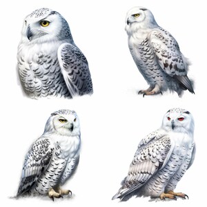 Snowy Owl Bundle - Set of 8 High-resolution Snowy Owl Printable Clipart ...