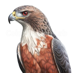 Red-tailed Hawk Clipart, Red-tailed Hawk Set of 8 Printable Art PNG ...