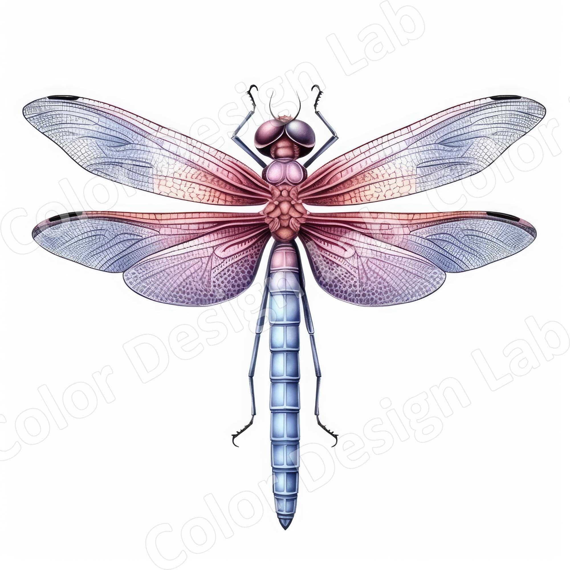 Delicate Dragonfly Printable Clipart Set 8 Pngs Digital - Etsy