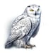 Snowy Owl Bundle Set of 8 High-resolution Snowy Owl Printable Clipart ...