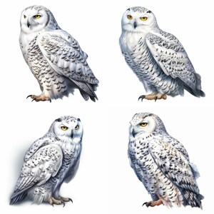 Snowy Owl Bundle - Set of 8 High-resolution Snowy Owl Printable Clipart ...