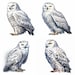 Snowy Owl Bundle Set of 8 High-resolution Snowy Owl Printable Clipart ...