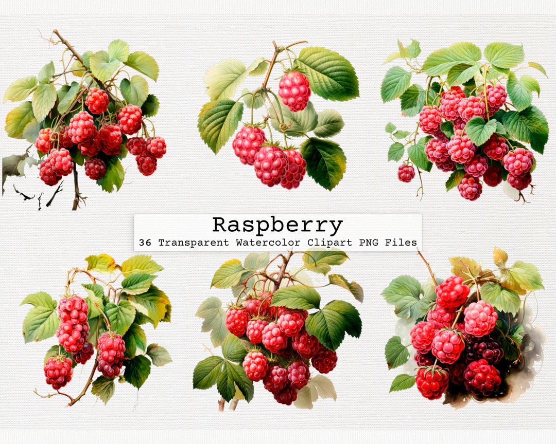 Raspberry Clip Art Bundle - 36 Quality Transparent Watercolor Png ...
