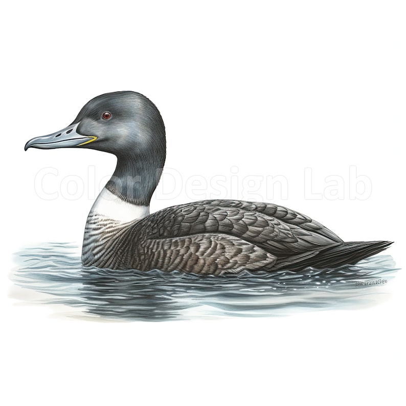 Common Loon Bird Printable Art Set 8 PNG Clipart High - Etsy